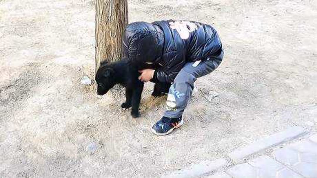 山西朔州,训练之前先了解狗的习性