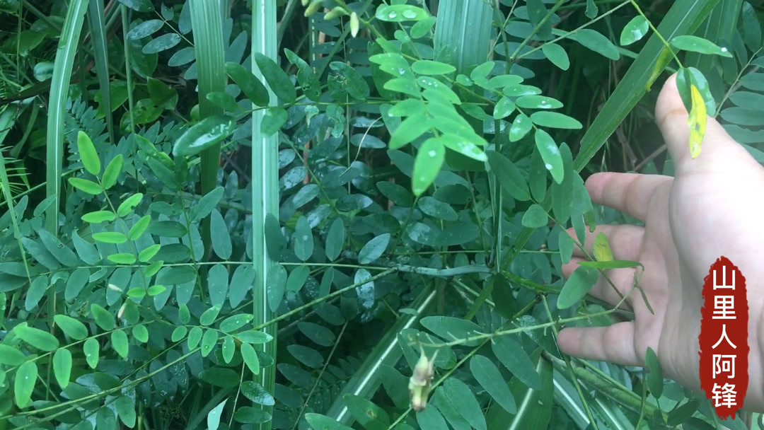 “野山参”一般人都不认识的珍贵植物