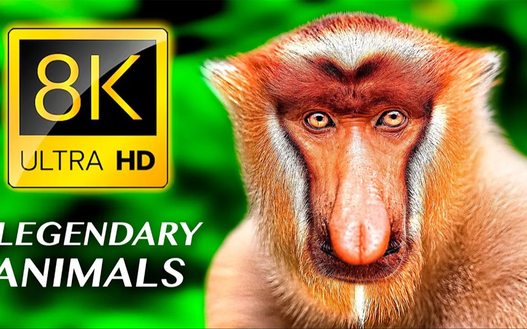 【8K传奇动物】超高清欣赏地球上的神奇物种P2