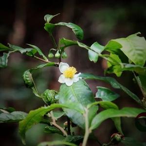 琼英古树茶 