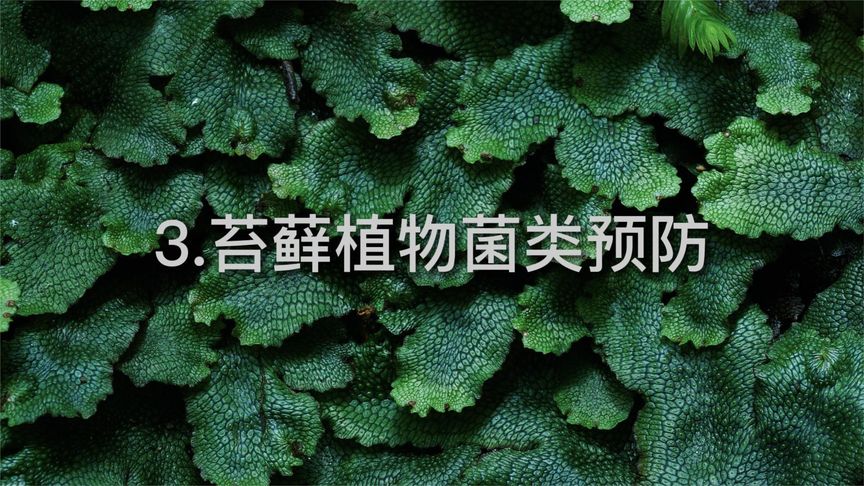 苔藓植物微景观养护教程:如何处理预防菌类