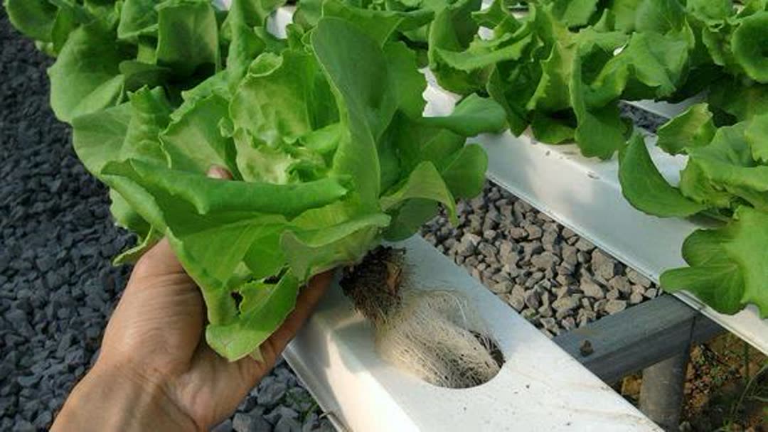 教你将盆花从土壤栽培改为无土栽培的方法,让花长的更旺盛!