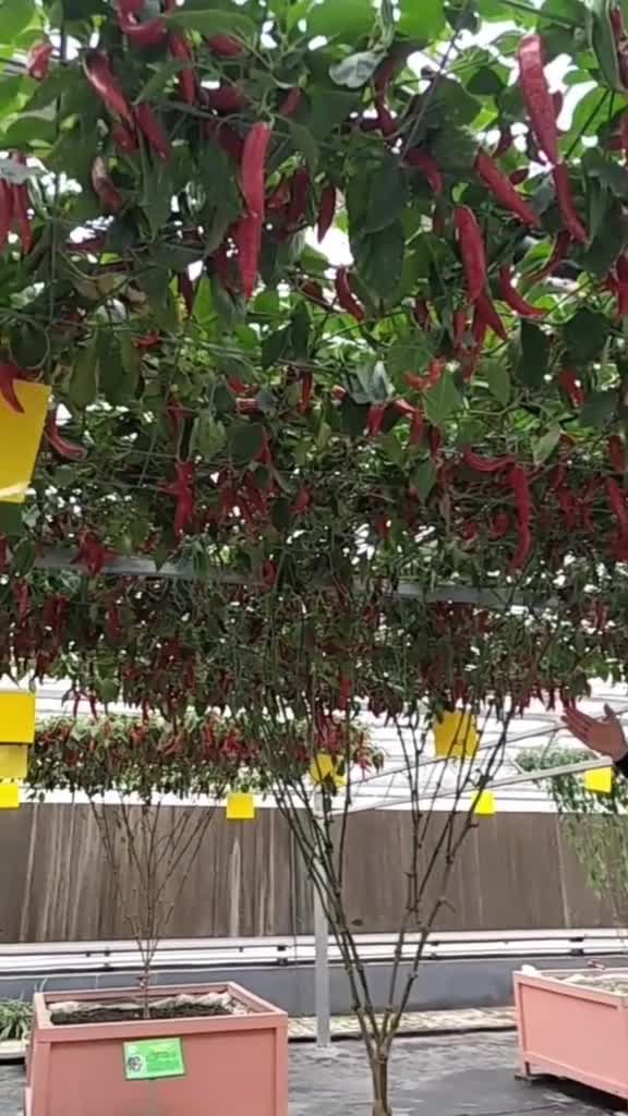 特大辣椒树,它的生长周期是2到3年,每棵每年产量300到400斤左右。...