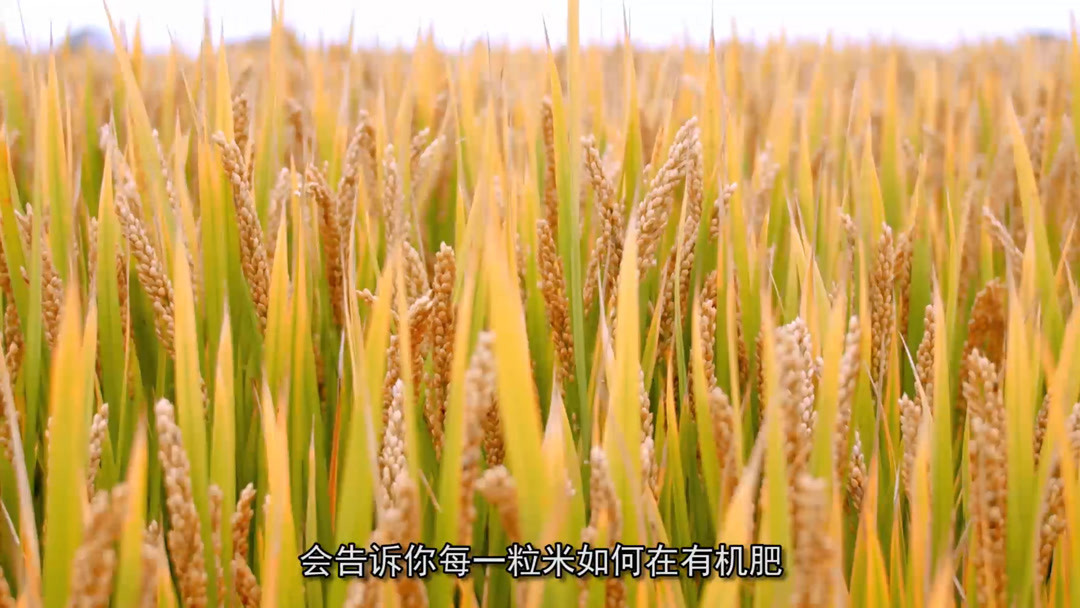 每一粒展现着珠光半透、色泽青白,香糯清甜,萦绕舌尖