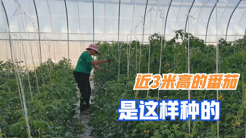 近3米高的番茄,8个月结12层果,种植的方法很特别