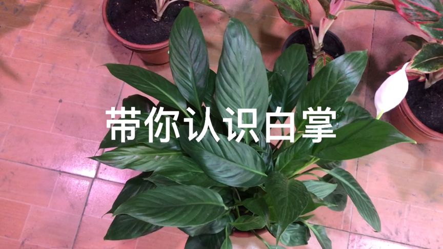 免浇水无土栽培花卉之白掌,现货供应,25元/盆。