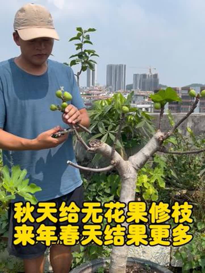 秋天过后就要给无花果修剪掉已经结过果的老枝,来年春天长出来的新...