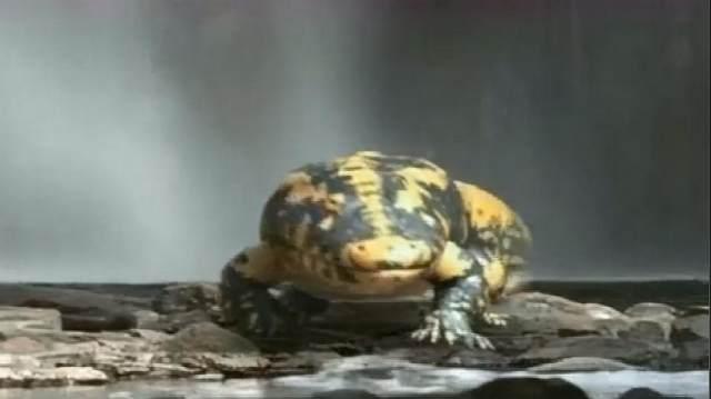 史前动物!人类祖先经过几百万年的进化,由鱼类进化出两栖动物