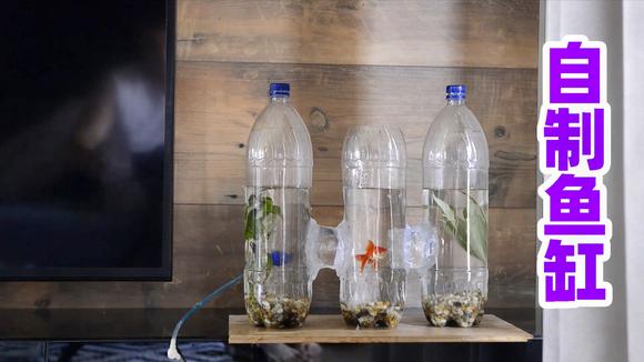 买来几瓶可乐喝掉饮料,用饮料瓶制作成鱼缸,这个鱼缸创意超级棒