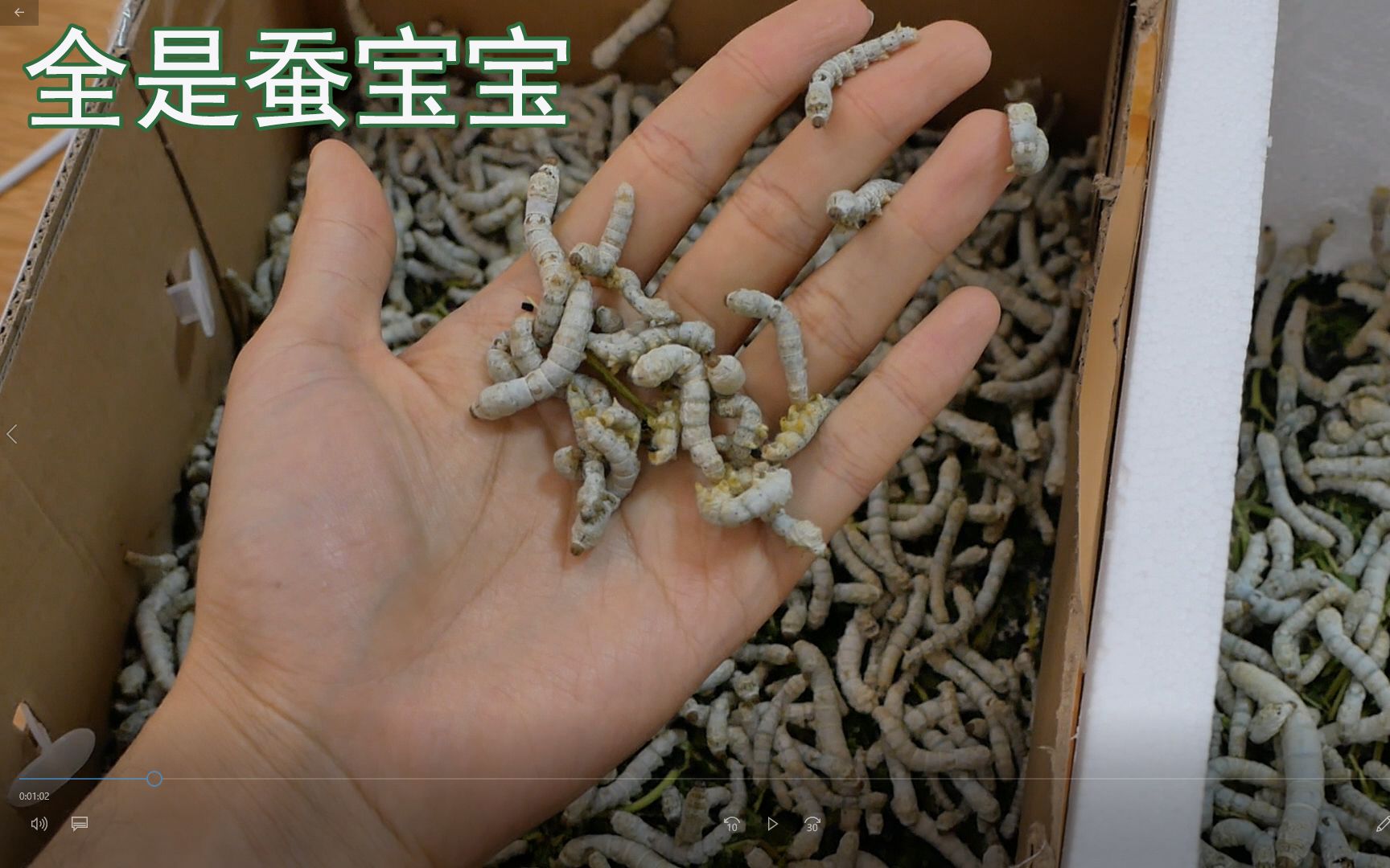 当UP养了上千条的蚕宝宝是怎样的体验 吃穷