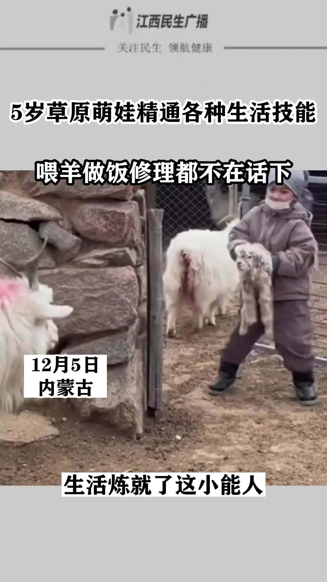 5岁草原萌娃精通各种生活技能 喂羊做饭修理都不在话下 视频来源@...