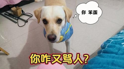 狗狗的模仿能力到底有多强?