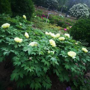 昌旺膨胀节 