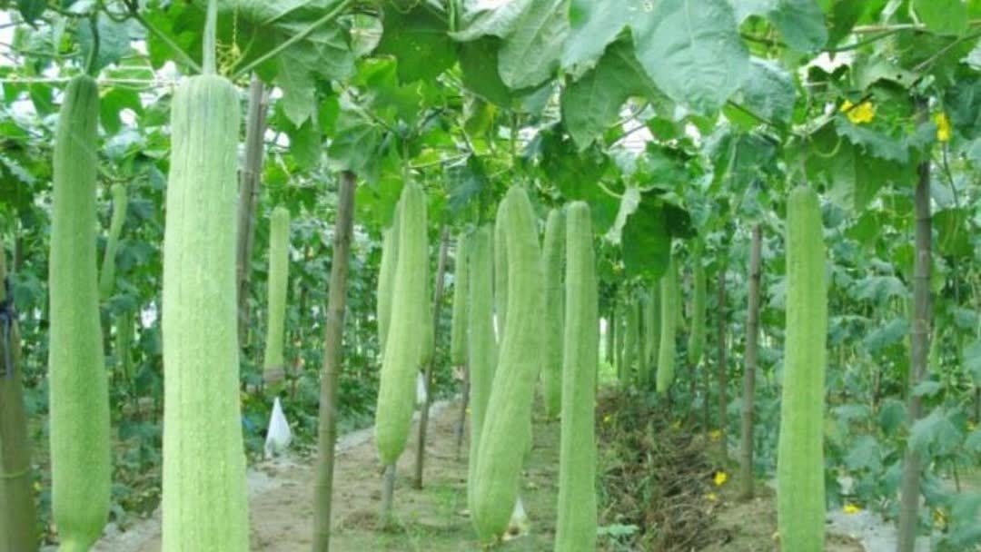 农村种植丝瓜遇到难题,丝瓜生长需要什么环境,答网友提出的问题