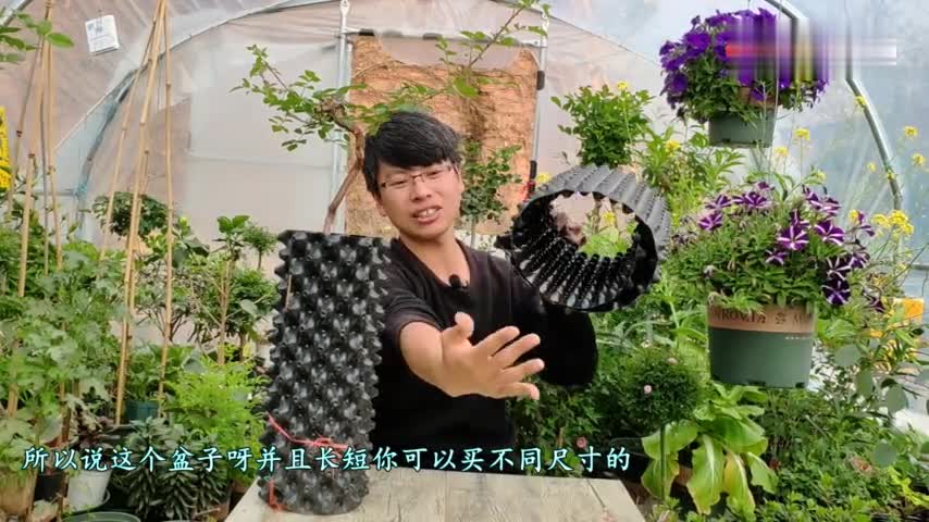 盆栽花卉用这种神器,根系不爆盆都难,还能提根月季盆景