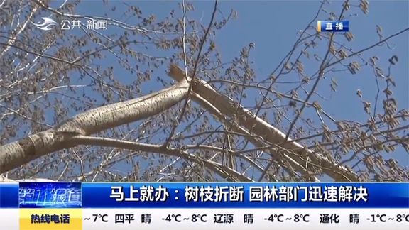 长春一处树枝折断搭在电缆上,存在安全隐患,园林部门迅速解决