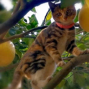 小宇飞飞飞飞-晓枫 