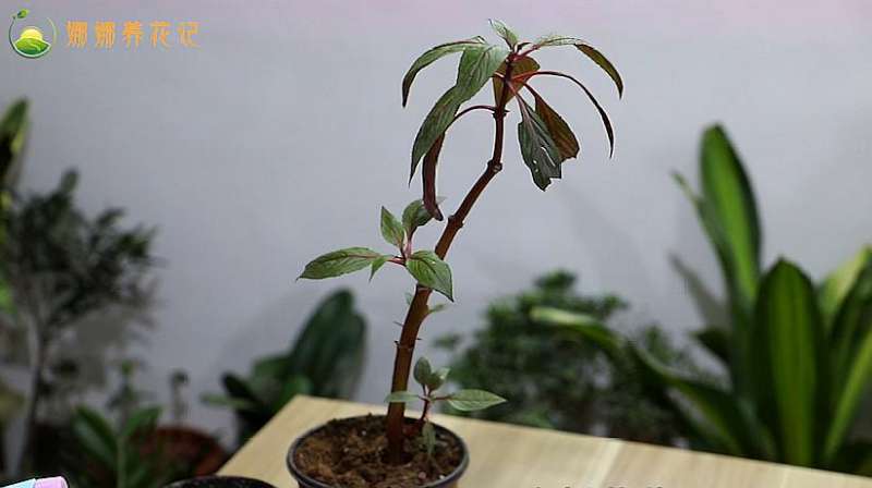 想要繁殖凤仙花,小花匠分享经验,存活率更高