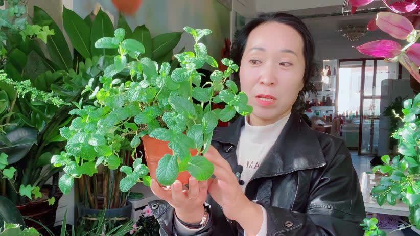 植物生长的相关性主要体现在哪三个方面