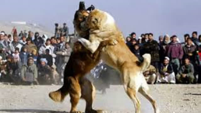 世界上战斗力最强的5种猛犬,比特犬也只能垫底!