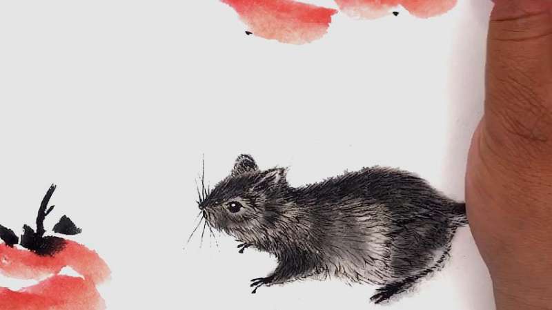 国画:全网最易懂绘画教程,工笔老鼠的画法,值得关注收藏!