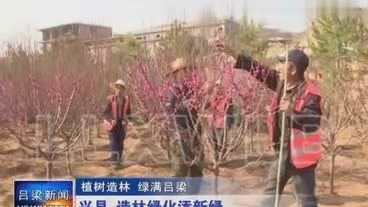 植树造林 绿满吕梁 兴县 造林绿化添新绿