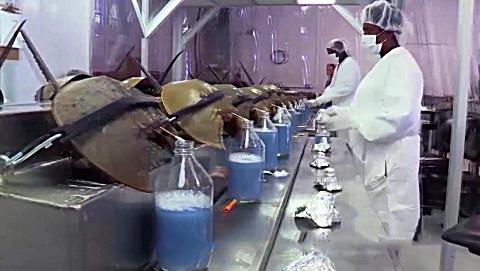 恐龙时代就存在的动物, 蓝色血液有药用价值, 却慢慢销声匿迹