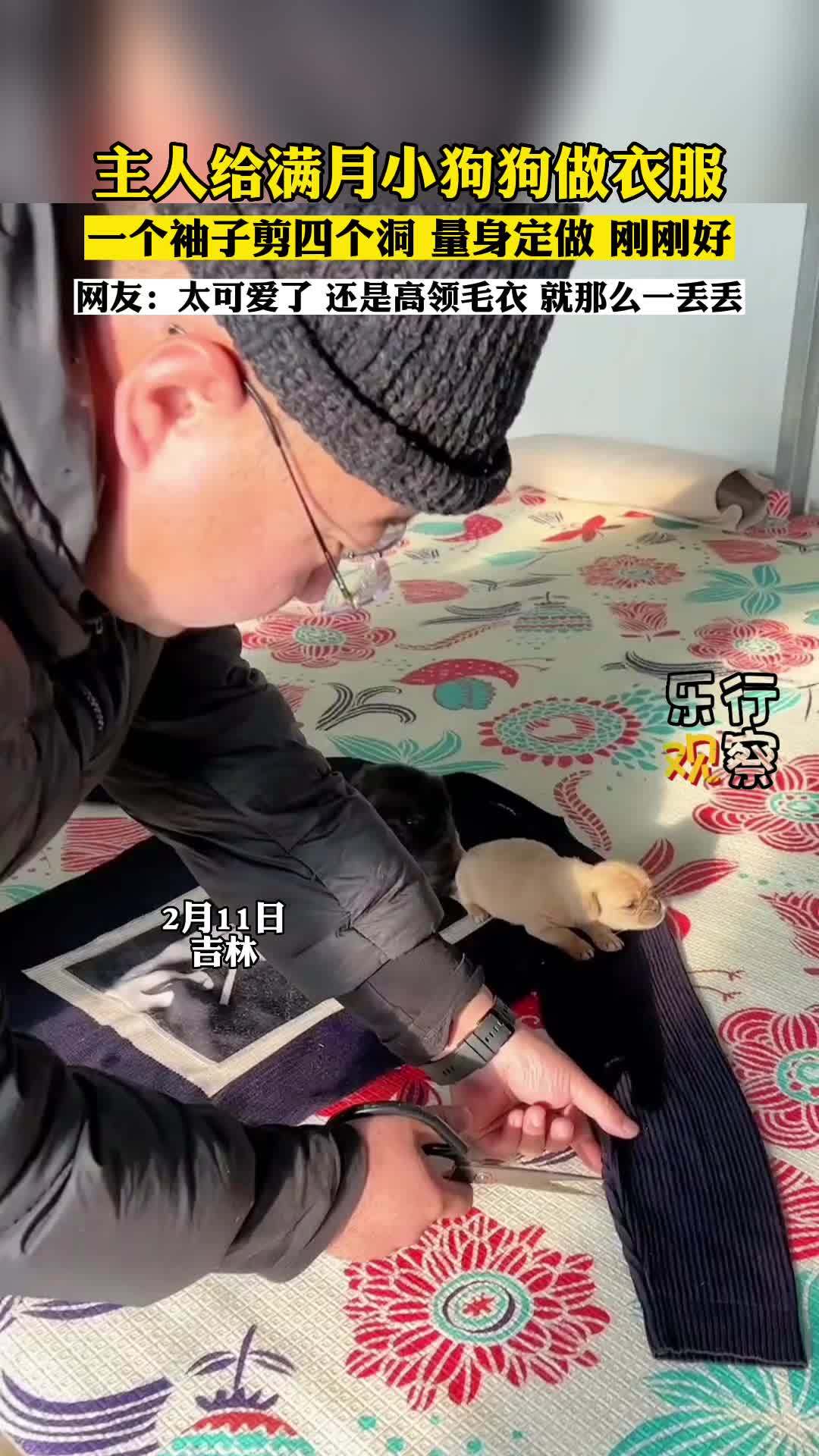 主人给满月小狗狗做衣服,一个袖子剪四个洞,量身定做,刚刚好