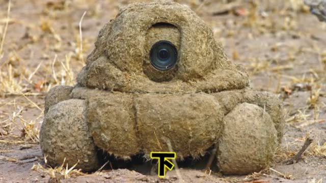 人类为了偷窥大象,把相机装进大象粪便里,大象们却浑然不知!下