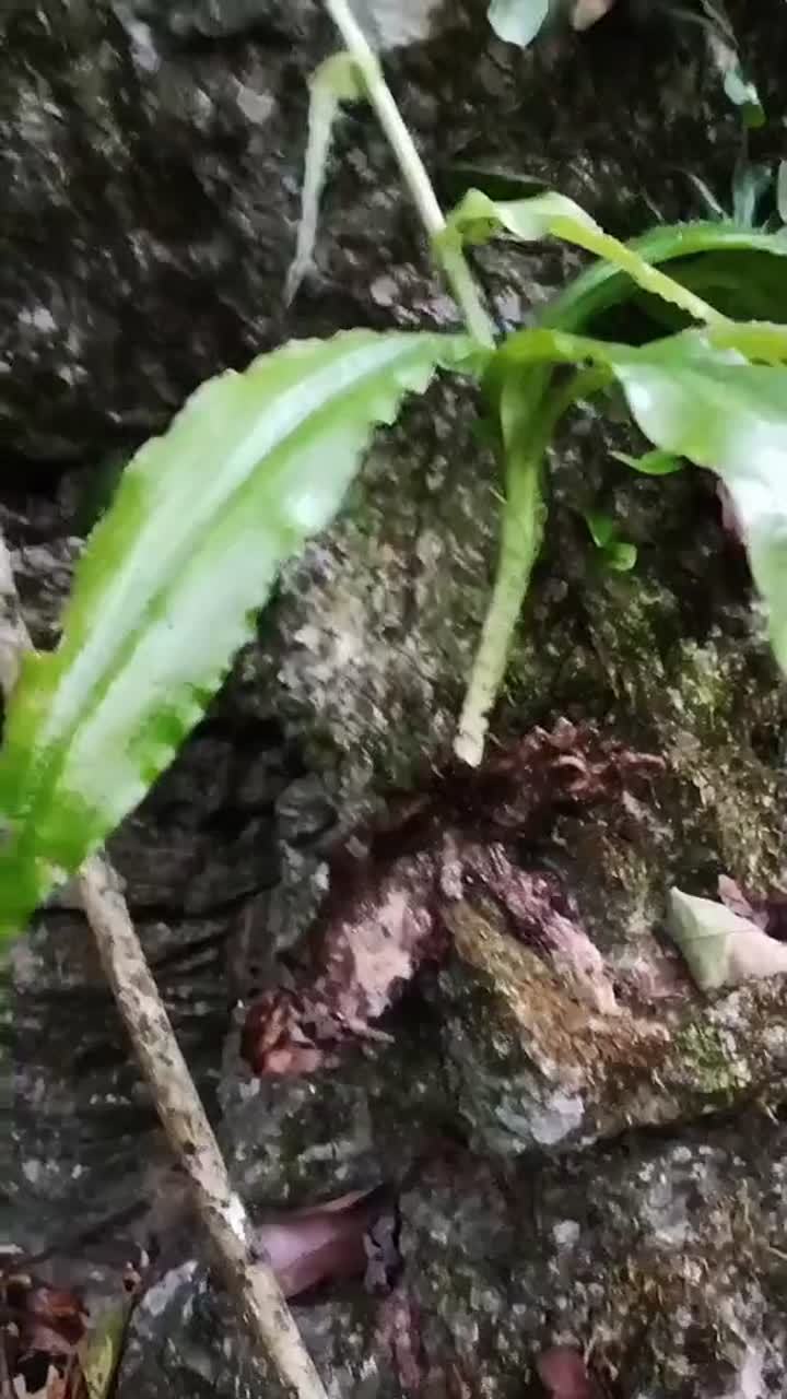 双肾草记录真实生活三农1是不是都这样,谢谢大家的支持说的是你吗,...