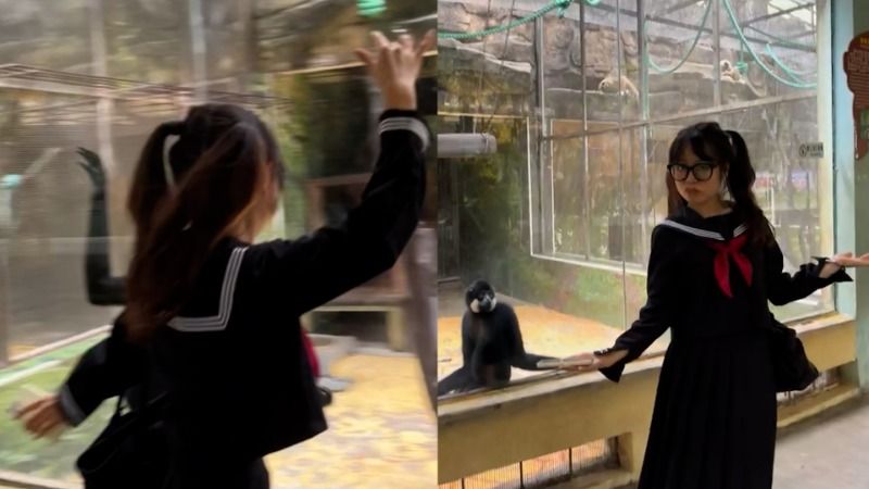 神同步!动物园长臂猿模仿女子来回跑跳,当事人:朋友说都拿了“病历本”