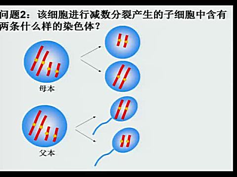 10人教版高中生物必修二《一 减数分裂》河南省省级优课
