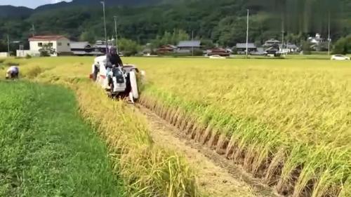 是这样收稻谷的,百亩稻田一个人,大米装袋拉链一拉就装车