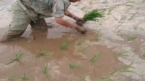 看完这一幕才知道,生活中吃的大米,是这样种植的!