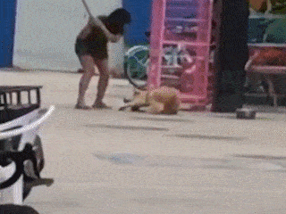 【甘肃】女子持木板暴打自家秋田犬 狗狗发出凄厉惨叫声