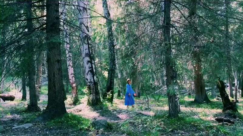 新疆禾木白桦林,“蓝精灵”在自由自在的漫步