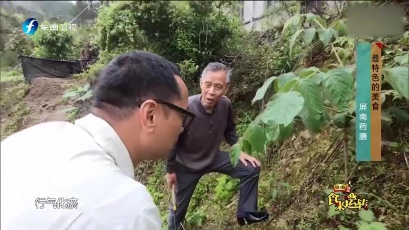 楤叶根还有这功效,行气化瘀的良药啊,挖到宝了