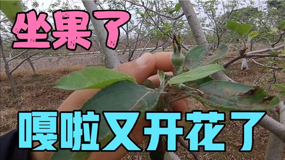 2020年10月陕西苹果产地,嘎啦苹果第二次开花结果了,明年咋办啊