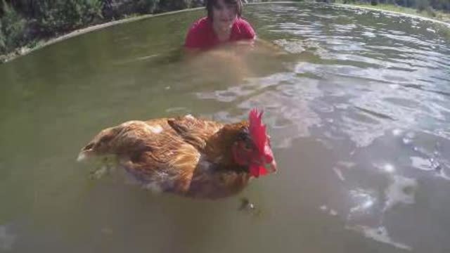 外国人又做实验了,这次是把鸡放入水里,究竟为了实验什么?