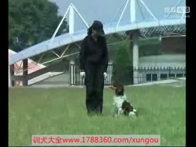 训犬教程07怎么训练狗狗上狗厕所扣扣2644130736