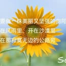 平凡的向阳花 