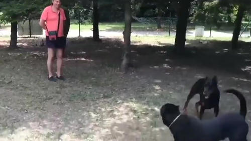 杜宾犬对战卡斯罗,你这俩货哪里是在打架?明明是在跳舞嘛!