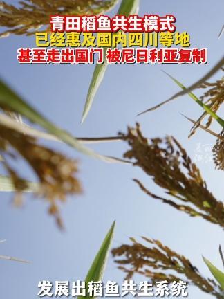 全球重要农业文化遗产,浙江青田"稻鱼共生系统",已有1300多年历史!(...