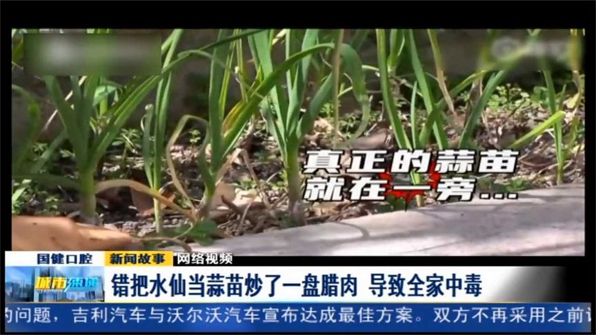 上海:错把水仙当蒜苗,一盘炒腊肉致全家中毒
