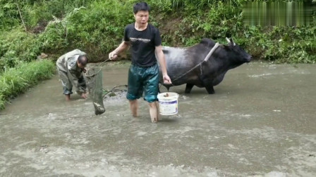 20条一二两的鱼苗放入稻田,经过近一年自然生长,看看多大了还剩多少
