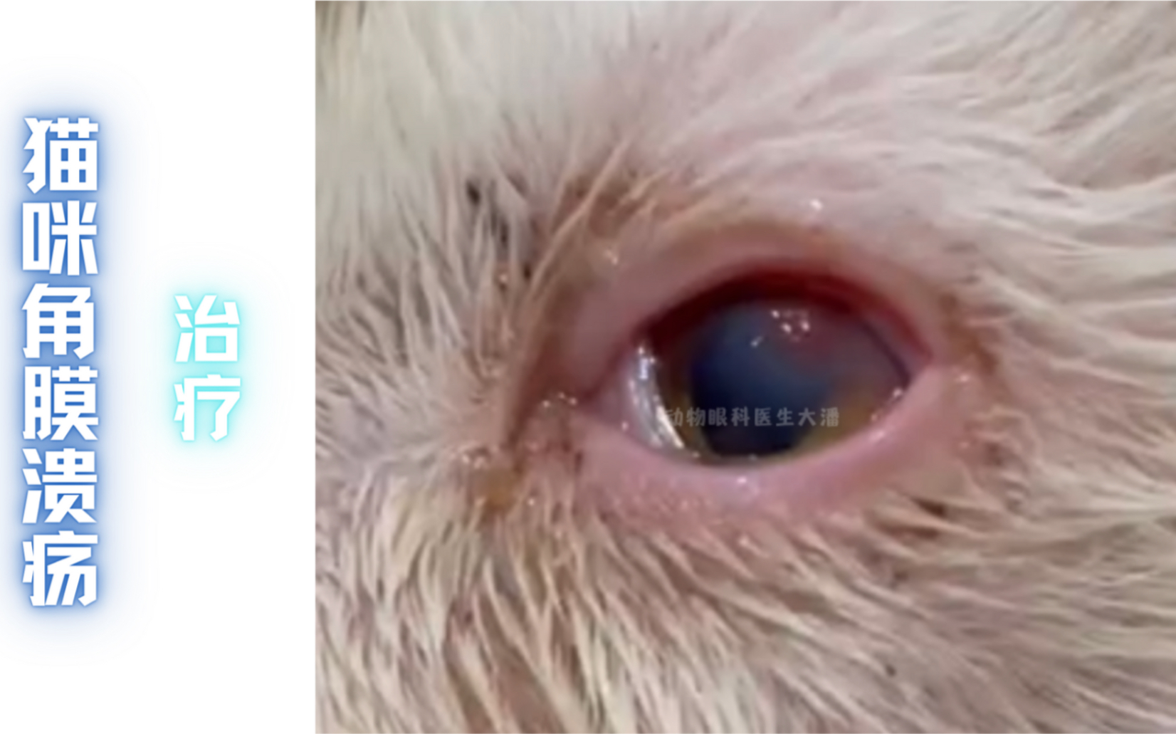 (深圳病例)猫咪眼睛红色凸起,眼睛新生血管的治疗