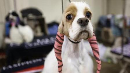 训练狗狗定点排便 狗狗训练