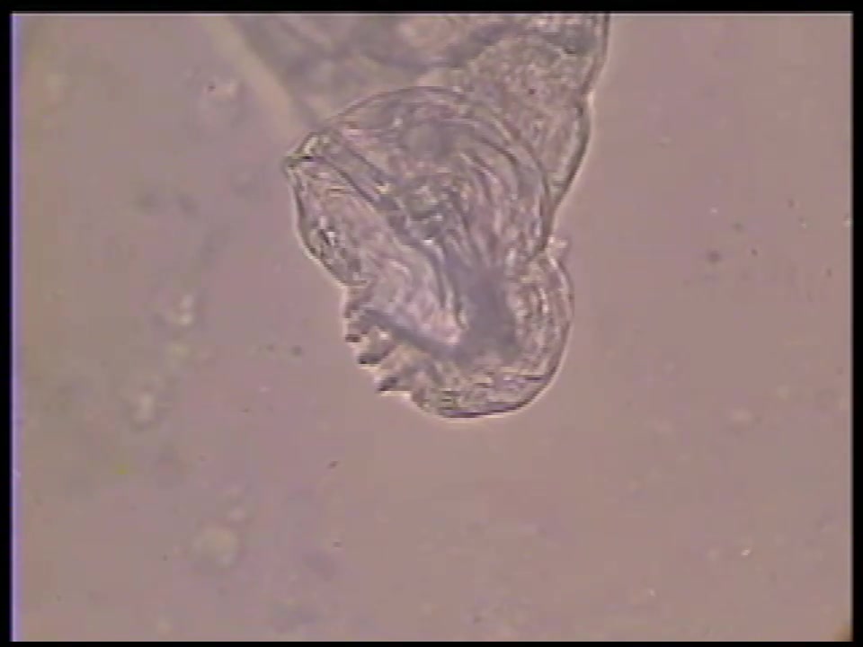 扁形动物门——三代虫生殖过程