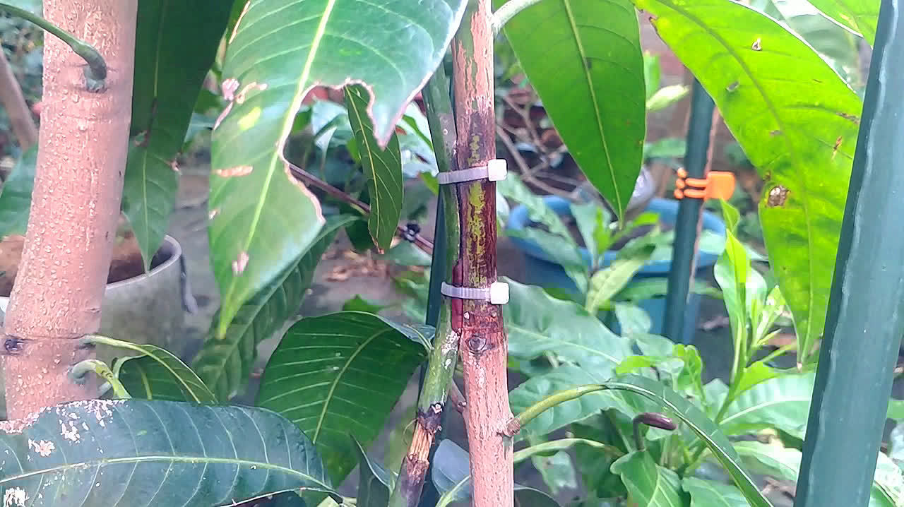 采用靠接法嫁接的芒果树,到了剪枝移植的时候了!