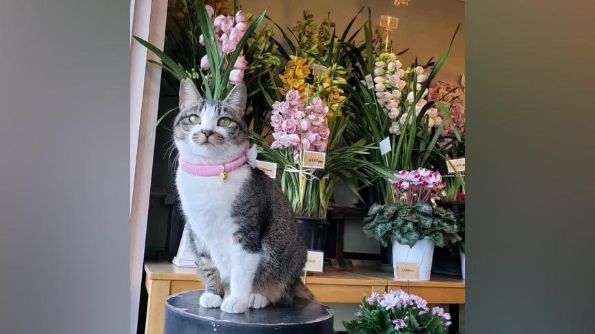 关注我免费赏花学习兰花养护#年宵花 #2021 #兰花基地